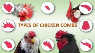 Types of chicken combs.pptx | Skin and Dermatology | Diseases and ...