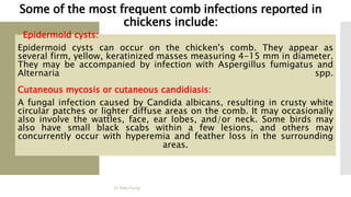 Types of chicken combs.pptx | Skin and Dermatology | Diseases and ...