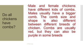 Types of chicken combs.pptx