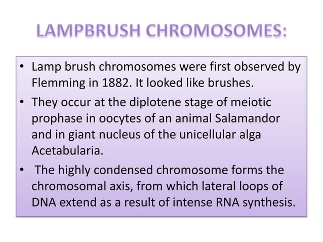 Types of chromosomes and special forms of chromosomes | PPTX ...