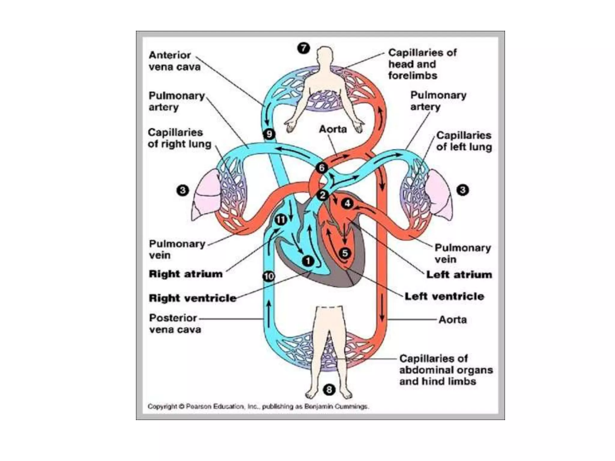 Types of circulation | PPTX