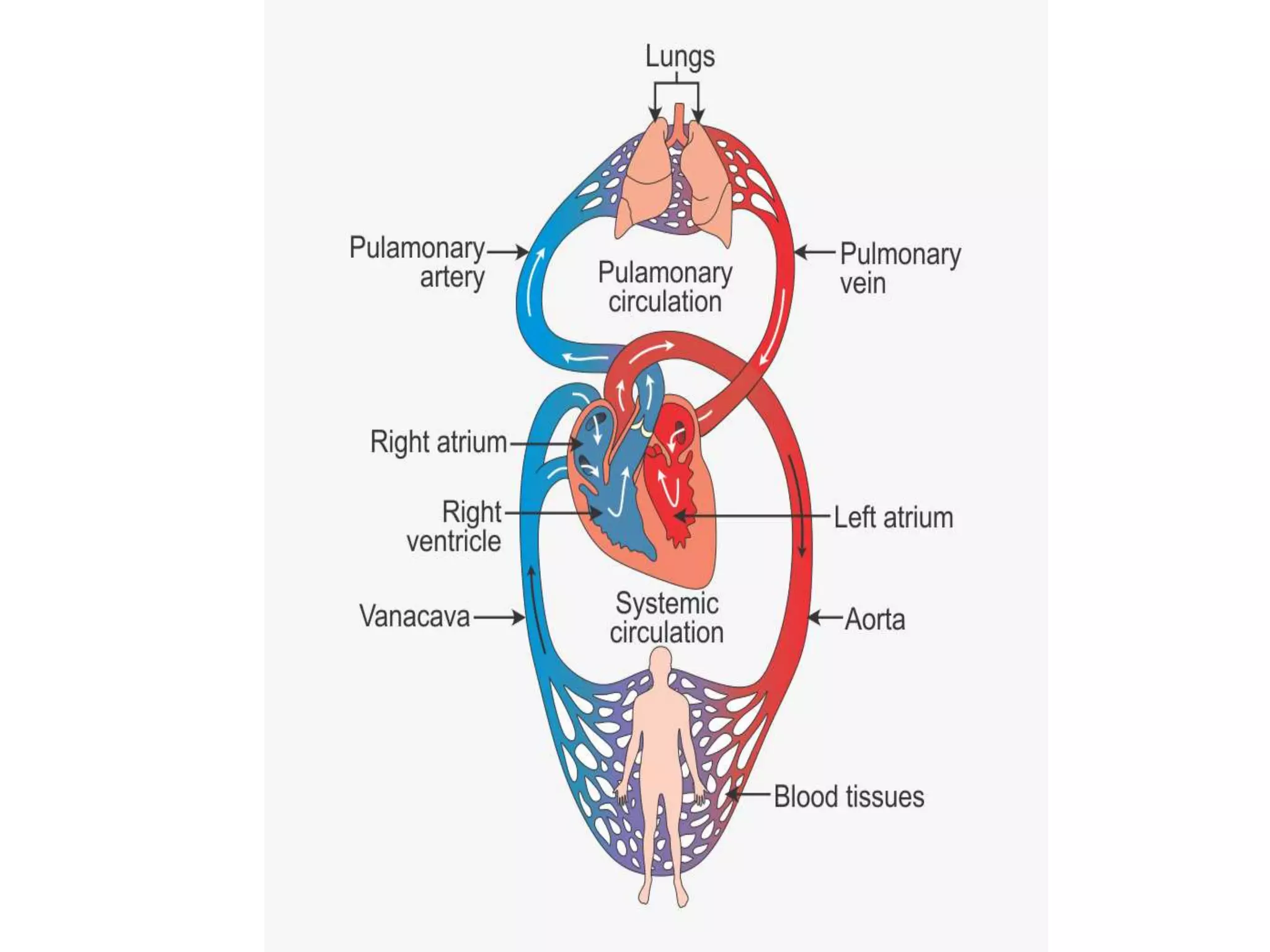 Types of circulation | PPTX