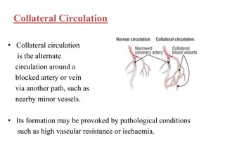 Types of circulation | PPTX