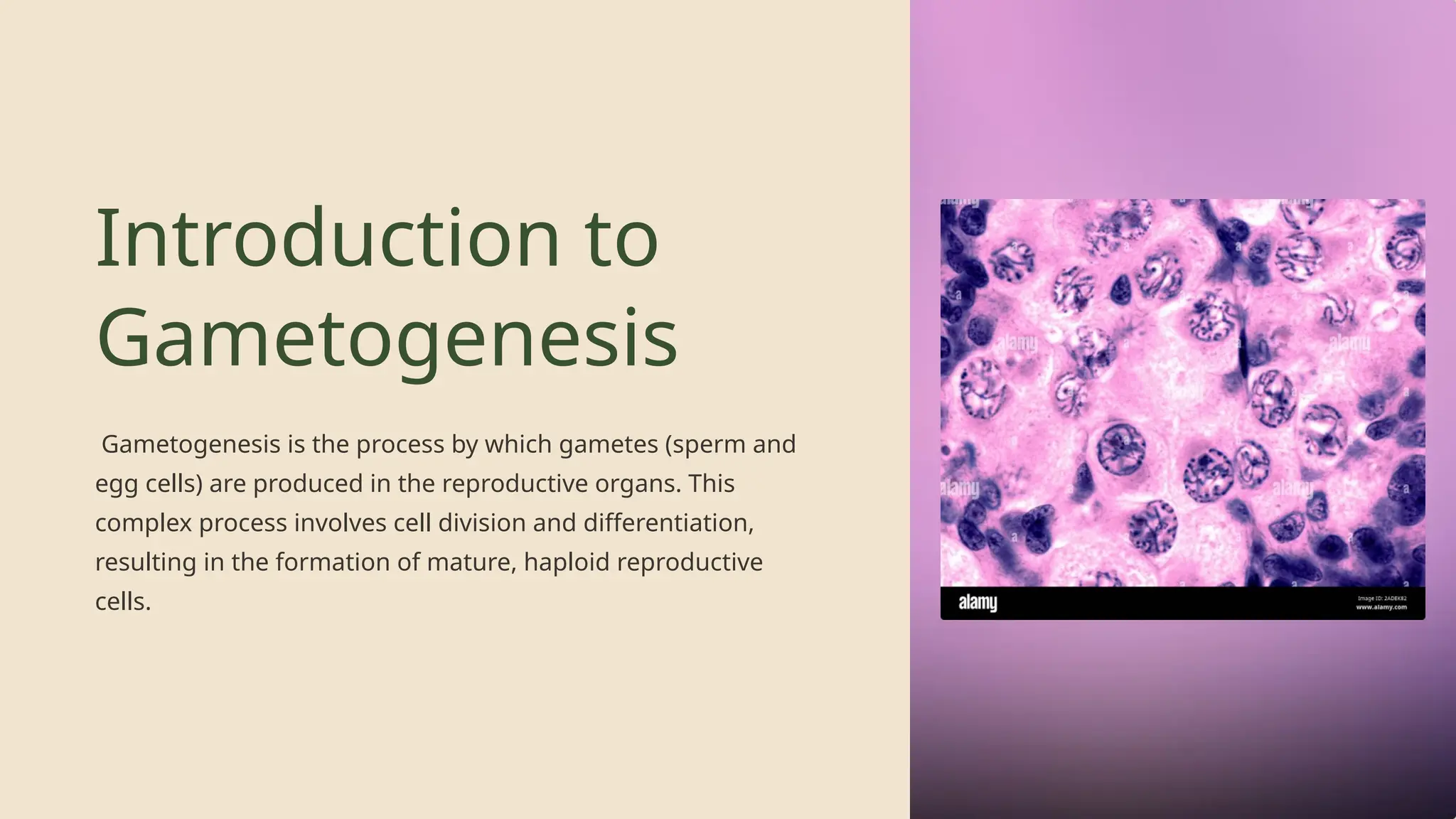 Gametogenesis The important aspect of Developmental Biology | PPT