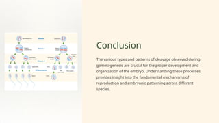 Gametogenesis The important aspect of Developmental Biology | PPT