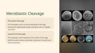 Gametogenesis The important aspect of Developmental Biology | PPT