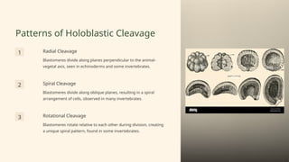 Gametogenesis The important aspect of Developmental Biology | PPT