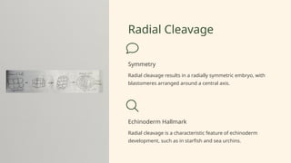 Gametogenesis The important aspect of Developmental Biology | PPT