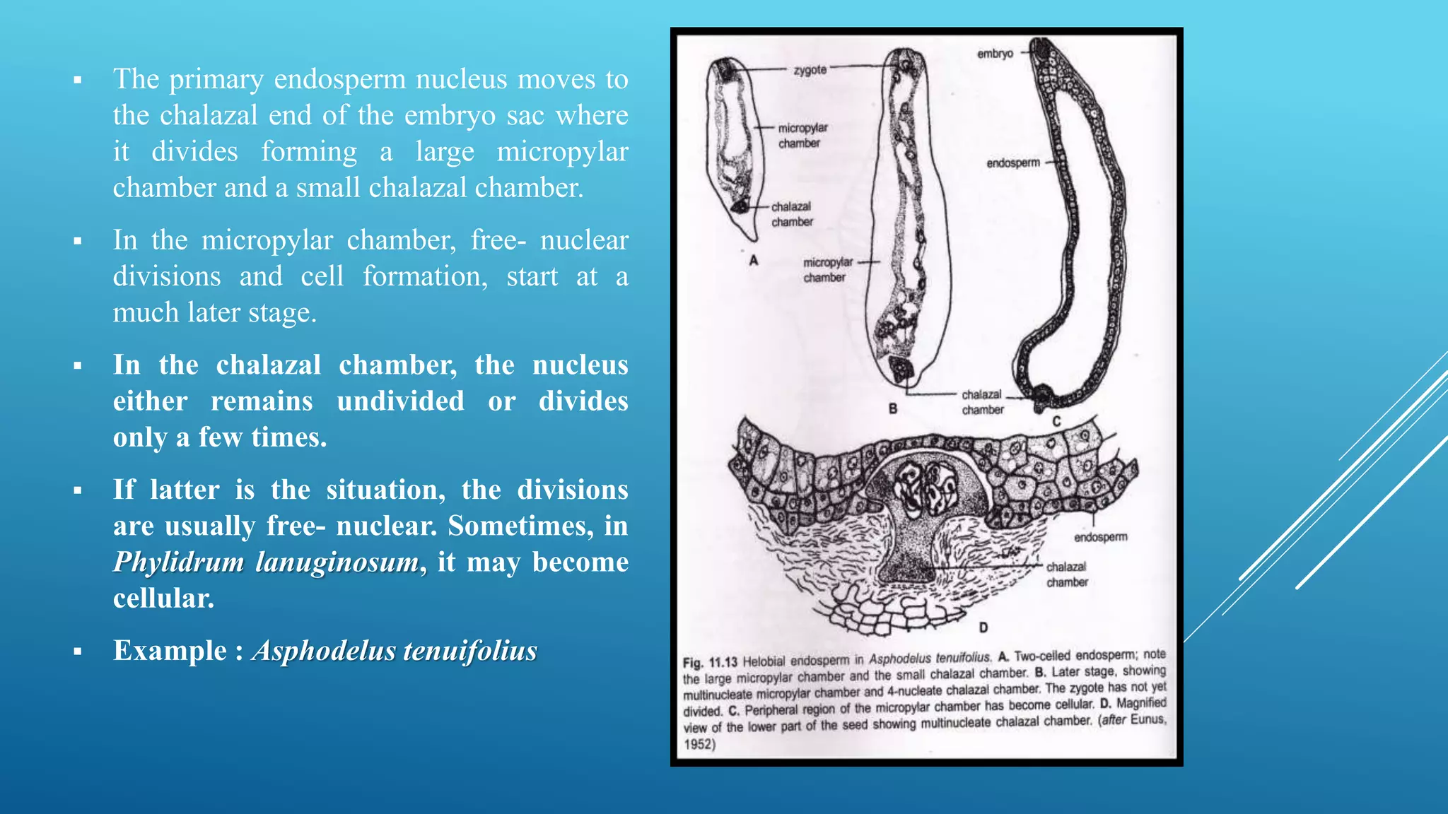 Types of cotyledons, embryo and endosperm | PPTX