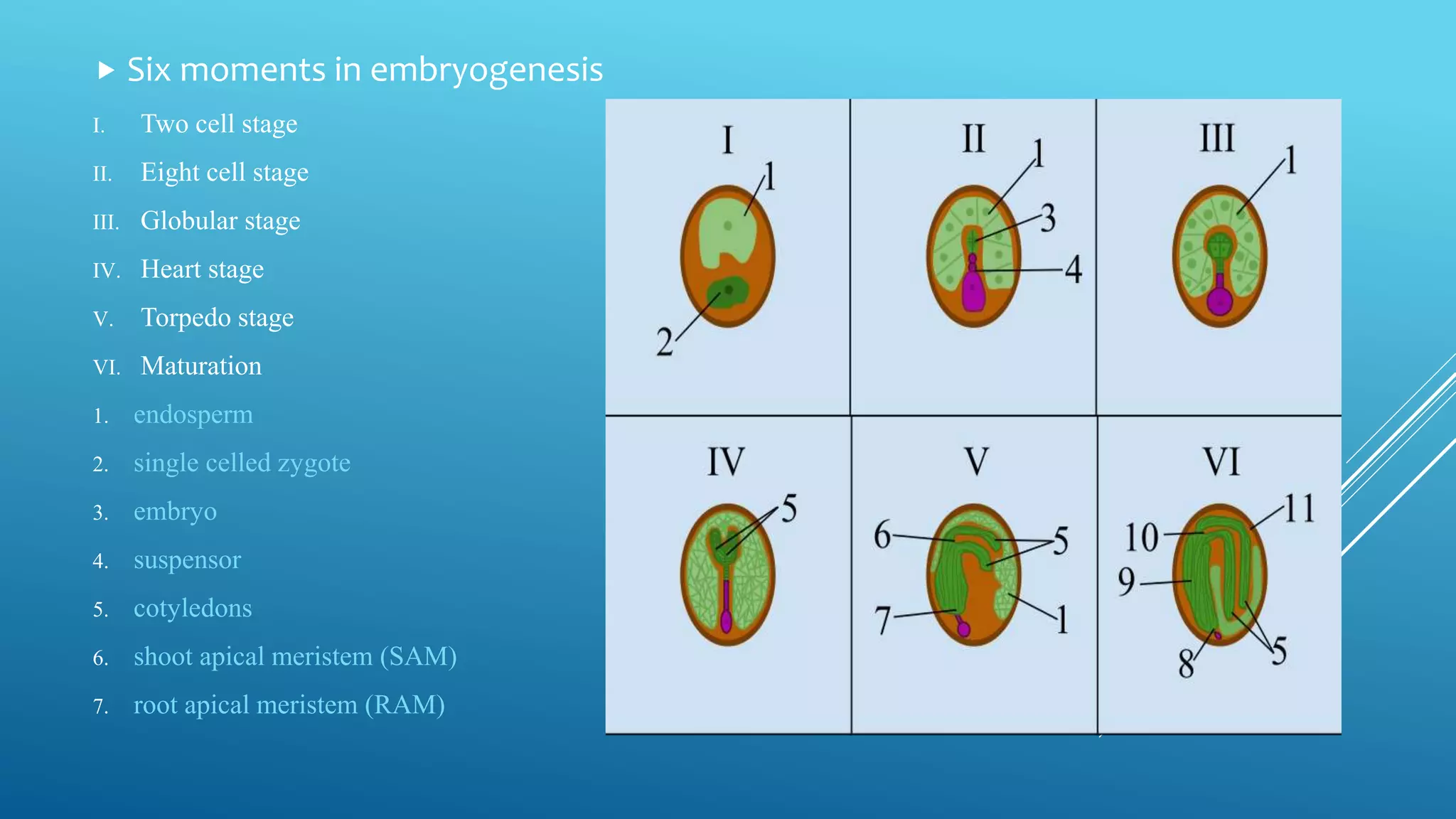 Types of cotyledons, embryo and endosperm | PPTX