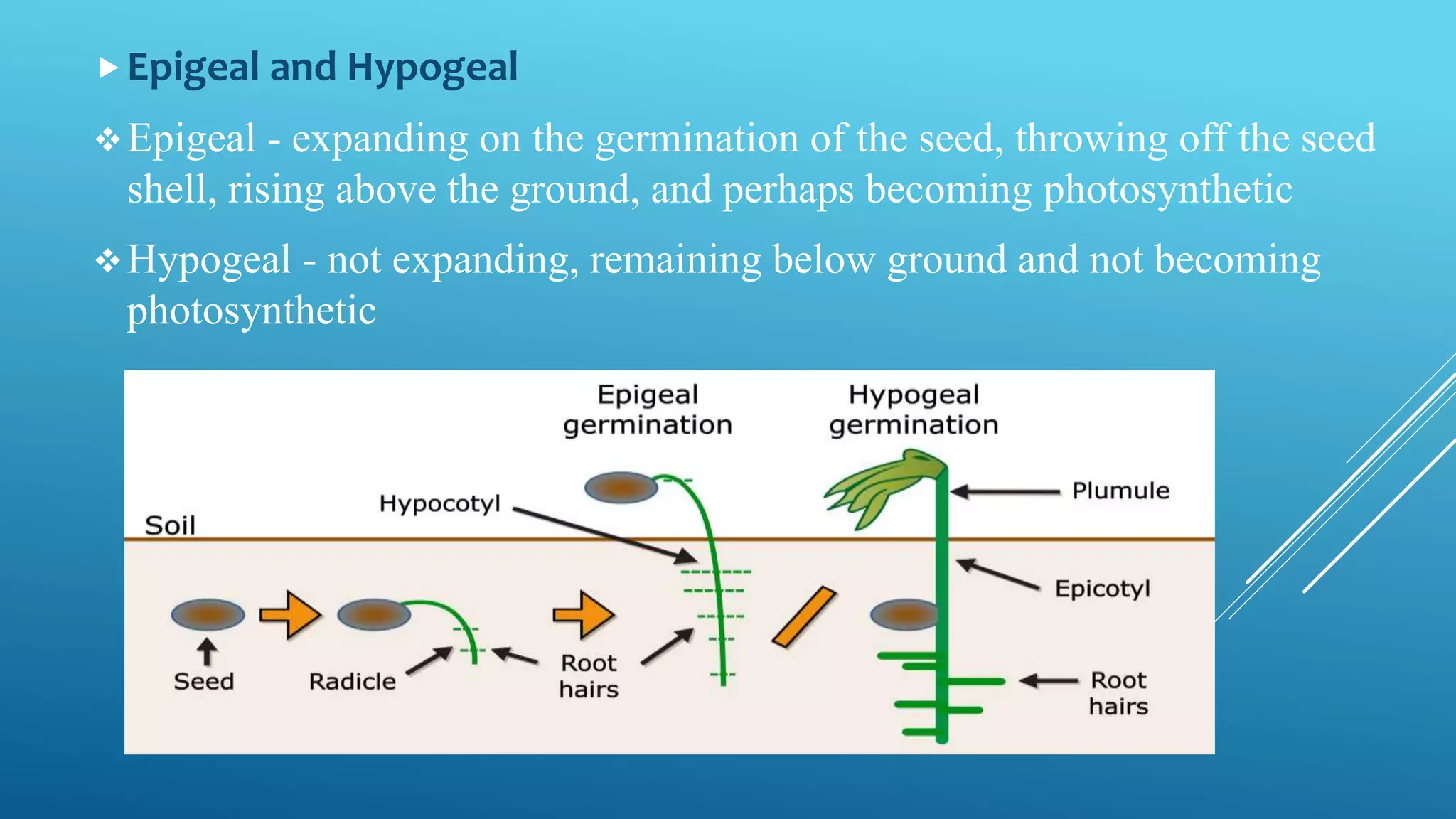 Types of cotyledons, embryo and endosperm | PPTX