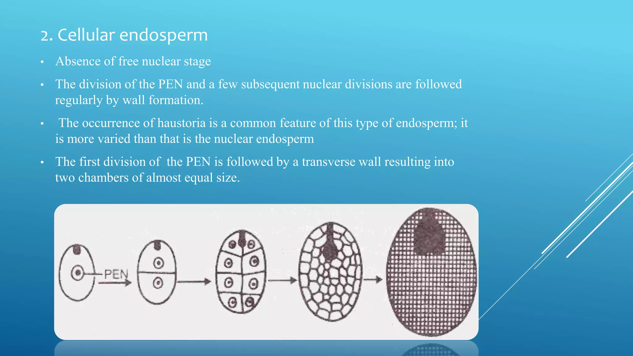 Types of cotyledons, embryo and endosperm | PPTX