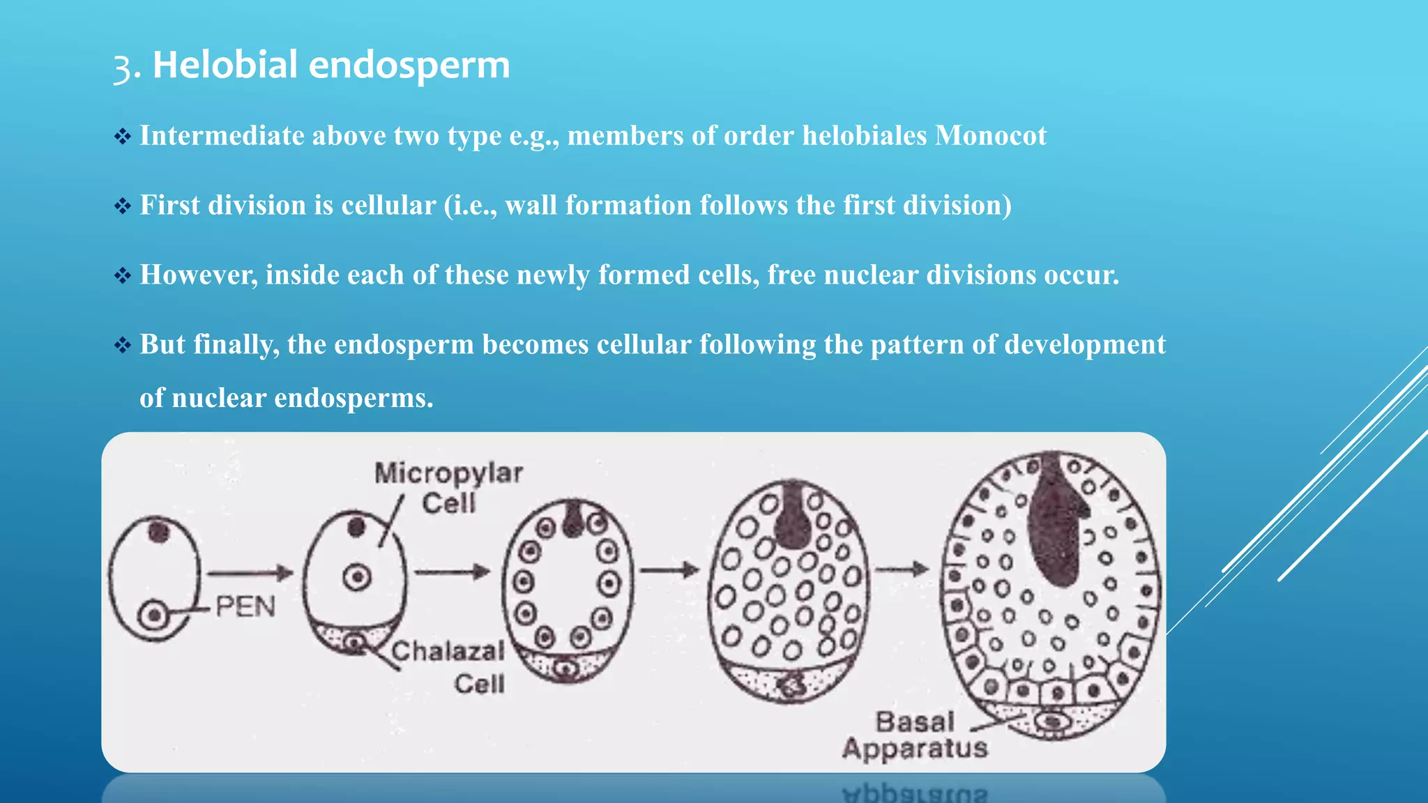 Types of cotyledons, embryo and endosperm | PPTX