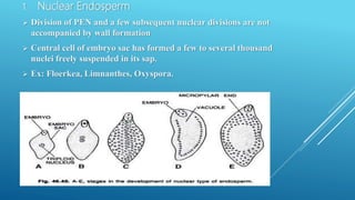 Types of cotyledons, embryo and endosperm | PPTX