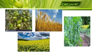 Types of crops | PPTX