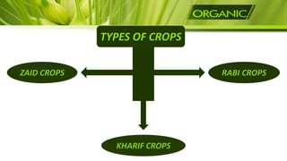 Types of crops | PPTX