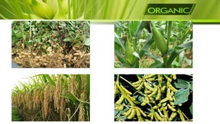 Types of crops | PPTX