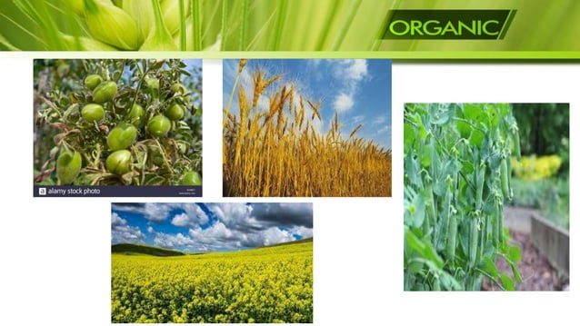 Types of crops