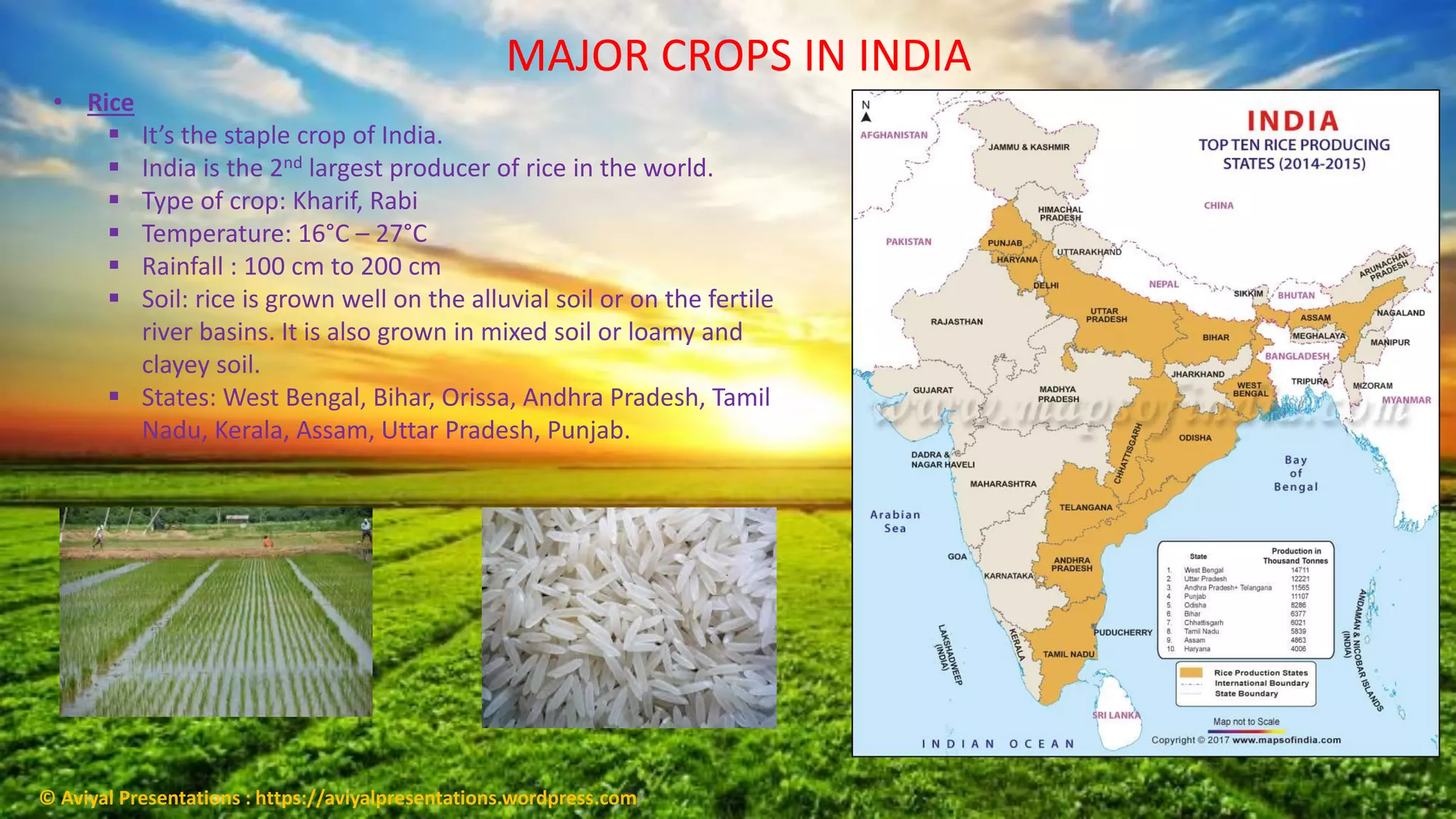 Types of crops | PDF