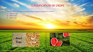 Types of crops | PDF