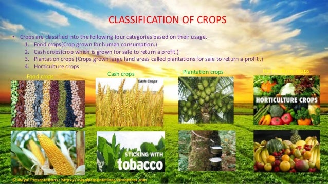 Types of crops