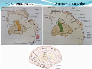 Types of cva and stroke syndromes | PPTX | Brain and Nervous System ...