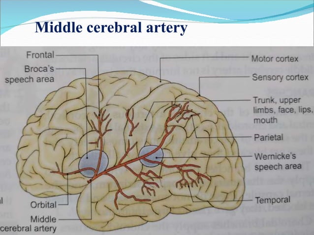 Types of cva and stroke syndromes