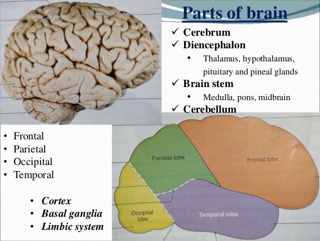 Types of cva and stroke syndromes