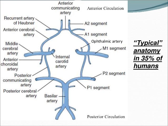 Types of cva and stroke syndromes