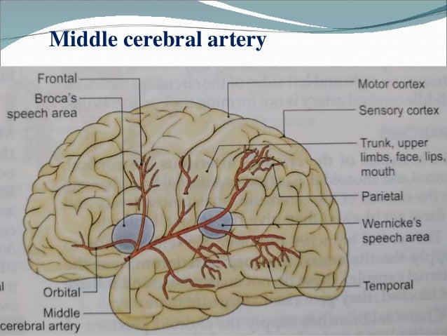 Types of cva and stroke syndromes