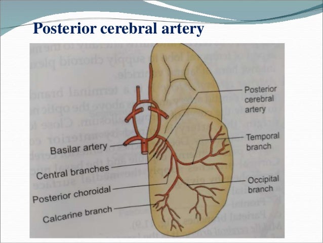 Types of cva and stroke syndromes