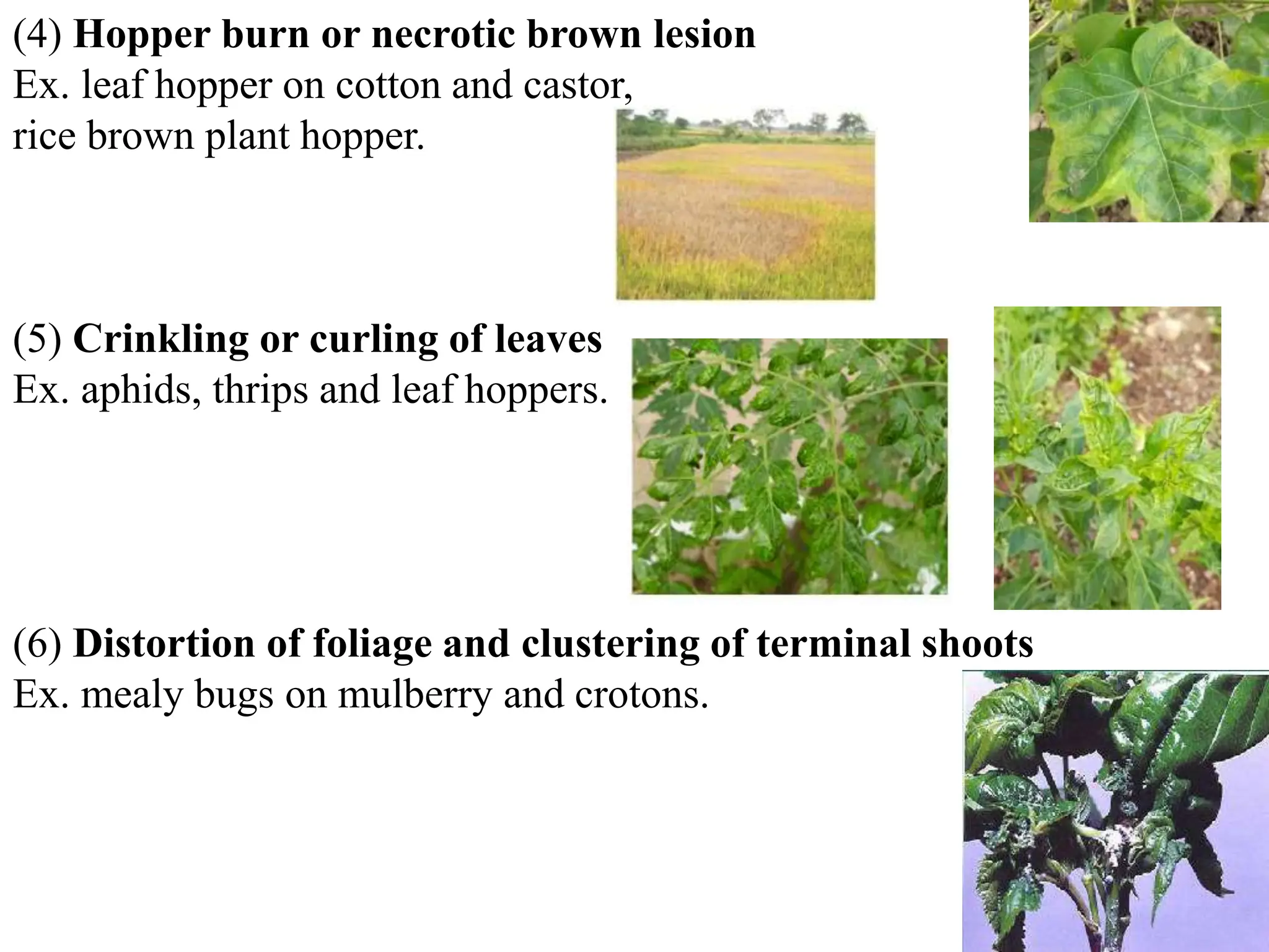Types of Insect Pest damage in Agri or Horti crops.pptx