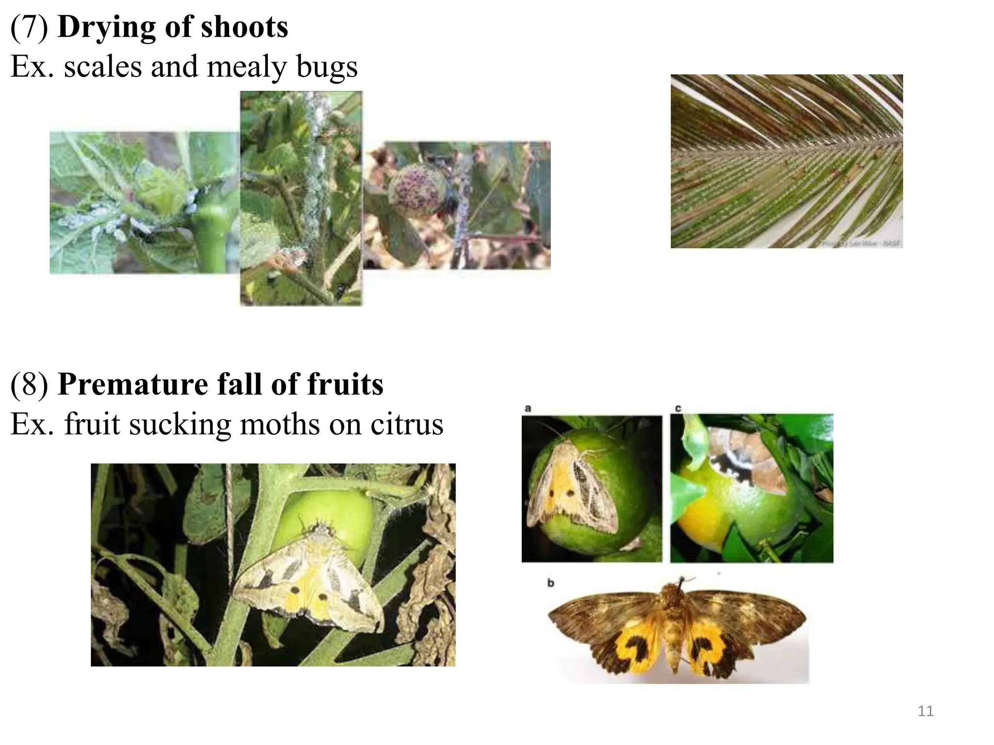 Types of Insect Pest damage in Agri or Horti crops.pptx