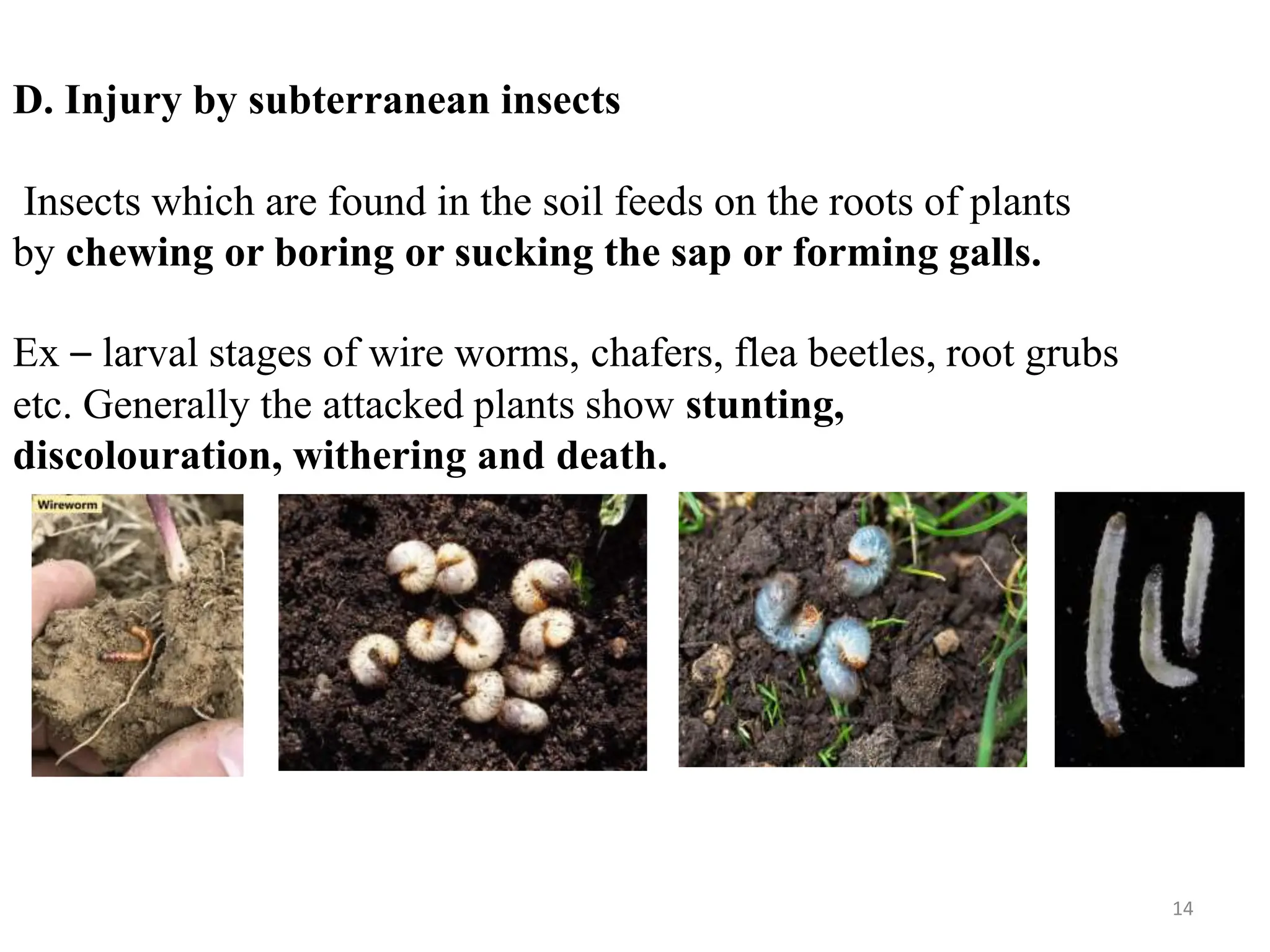 Types of Insect Pest damage in Agri or Horti crops.pptx