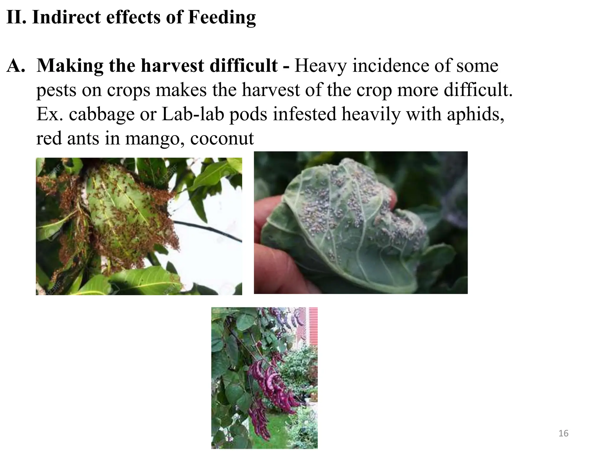 Types of Insect Pest damage in Agri or Horti crops.pptx