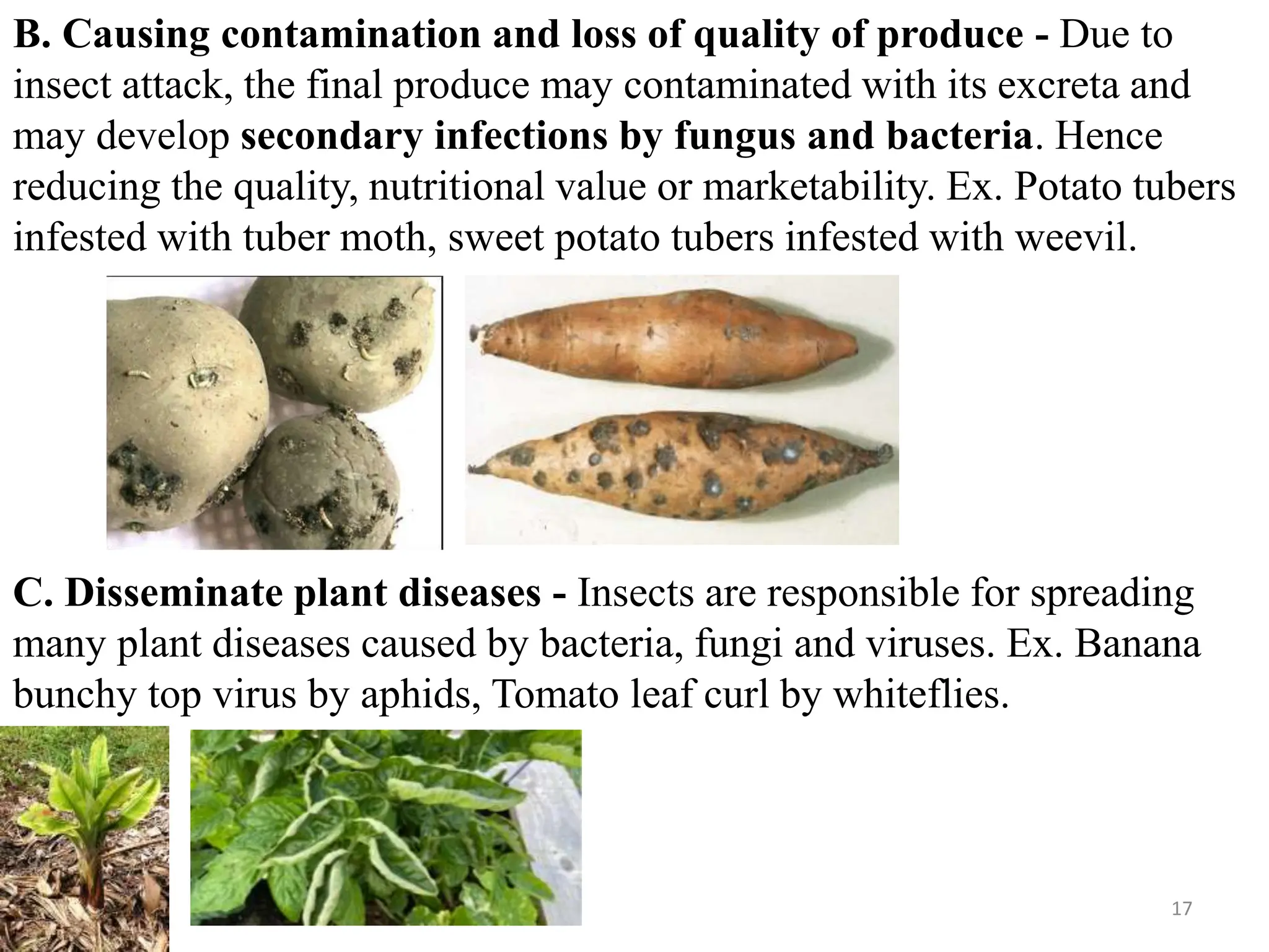 Types of Insect Pest damage in Agri or Horti crops.pptx