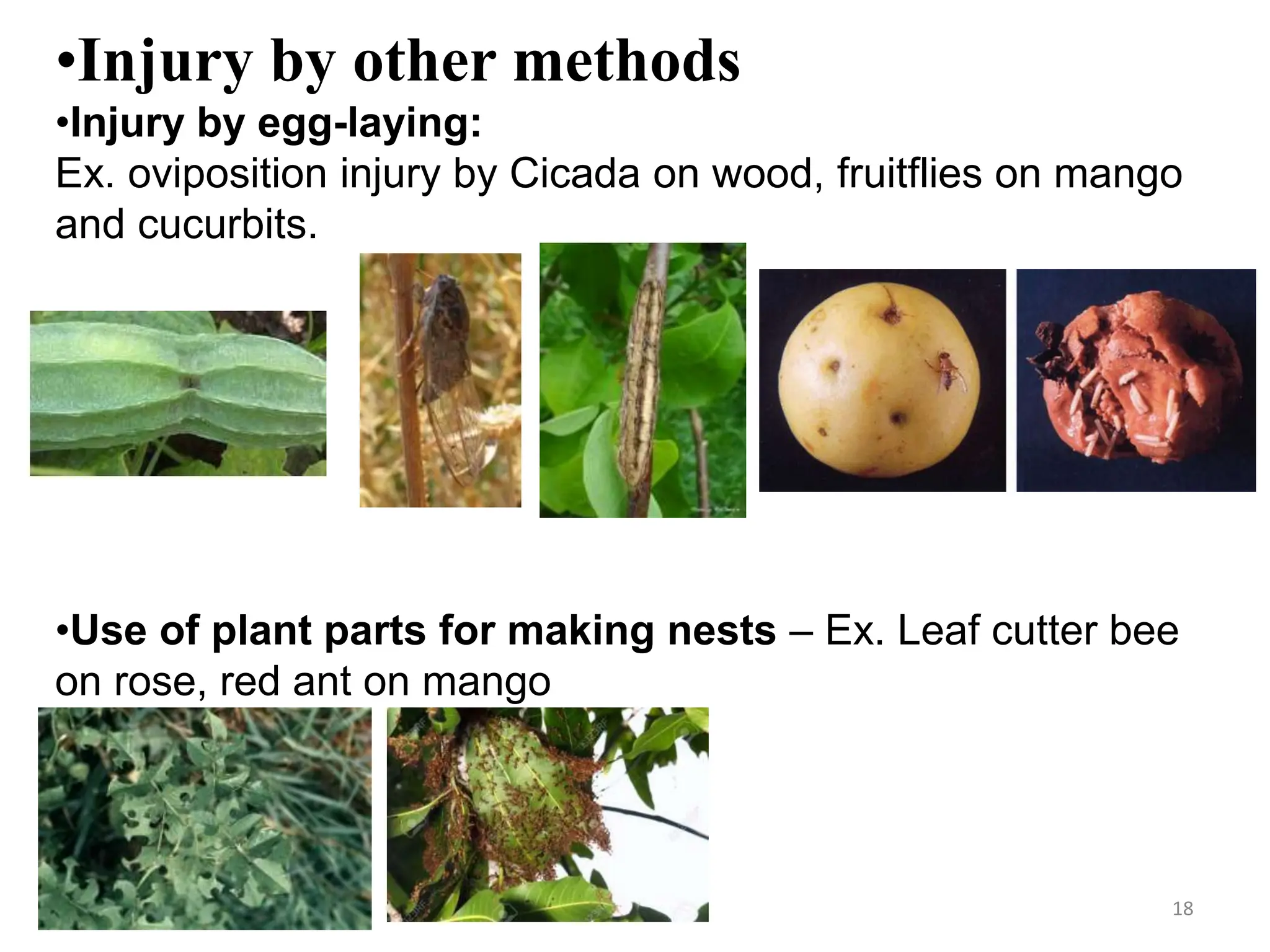 Types of Insect Pest damage in Agri or Horti crops.pptx