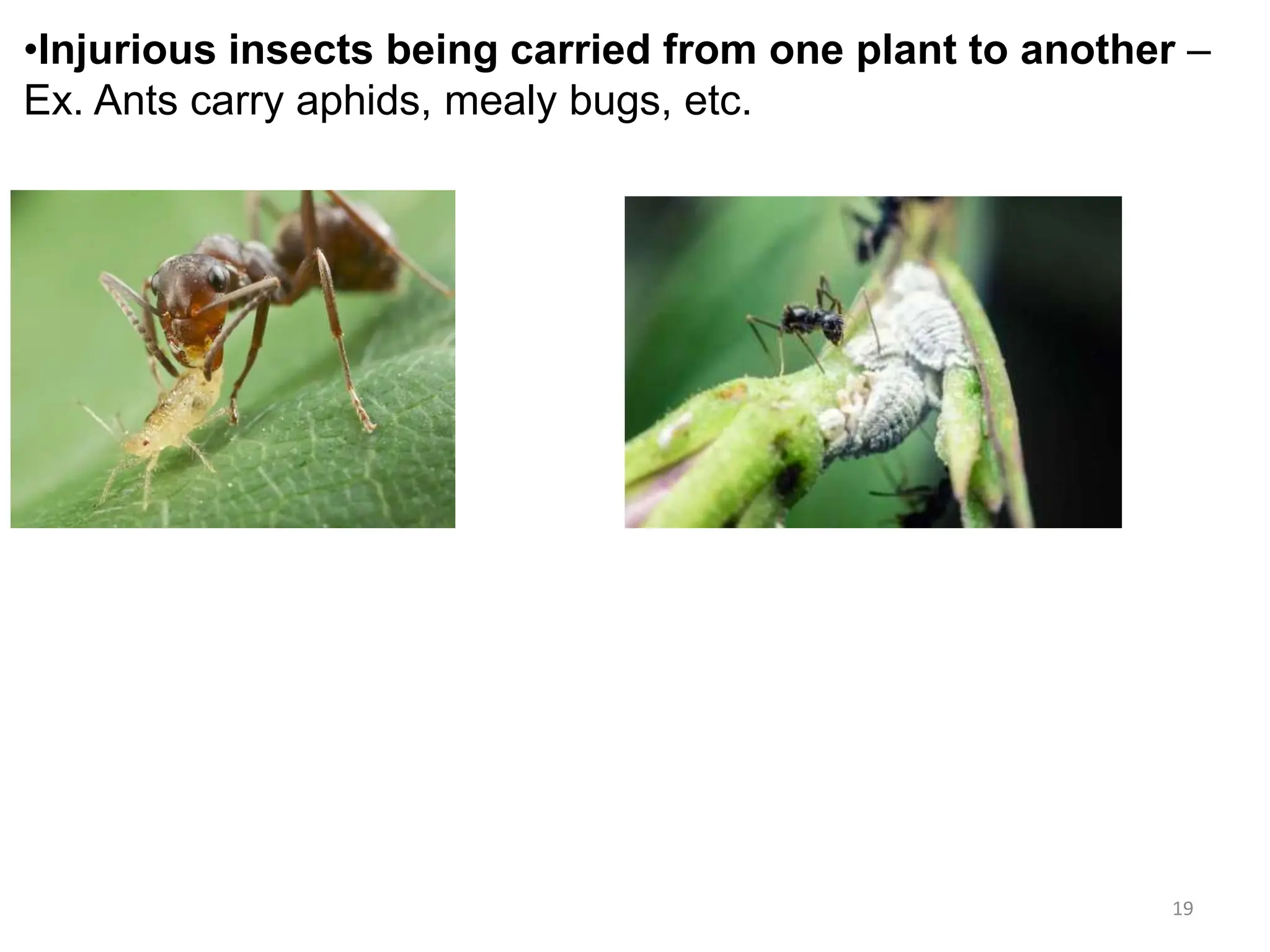 Types of Insect Pest damage in Agri or Horti crops.pptx