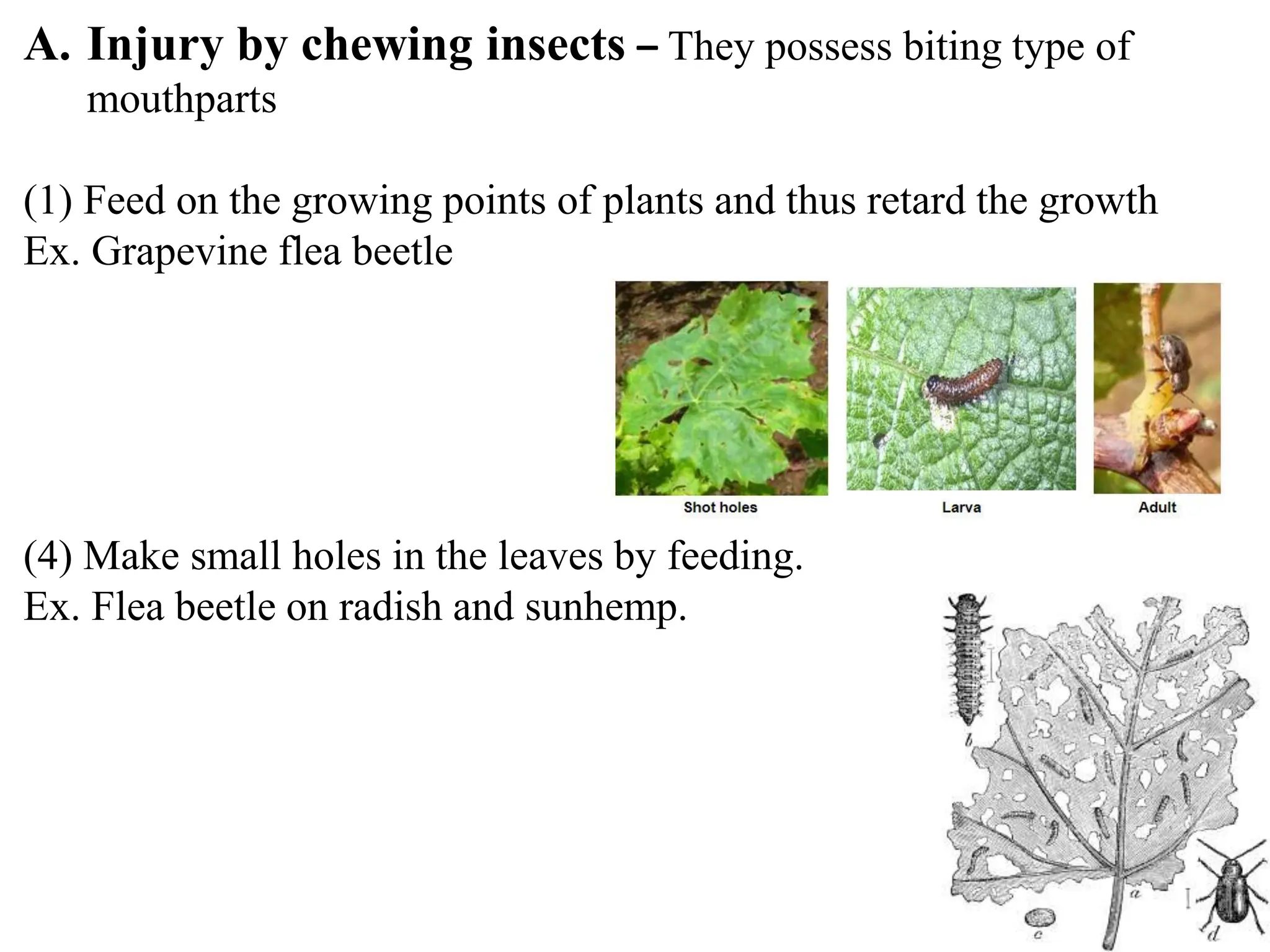 Types of Insect Pest damage in Agri or Horti crops.pptx