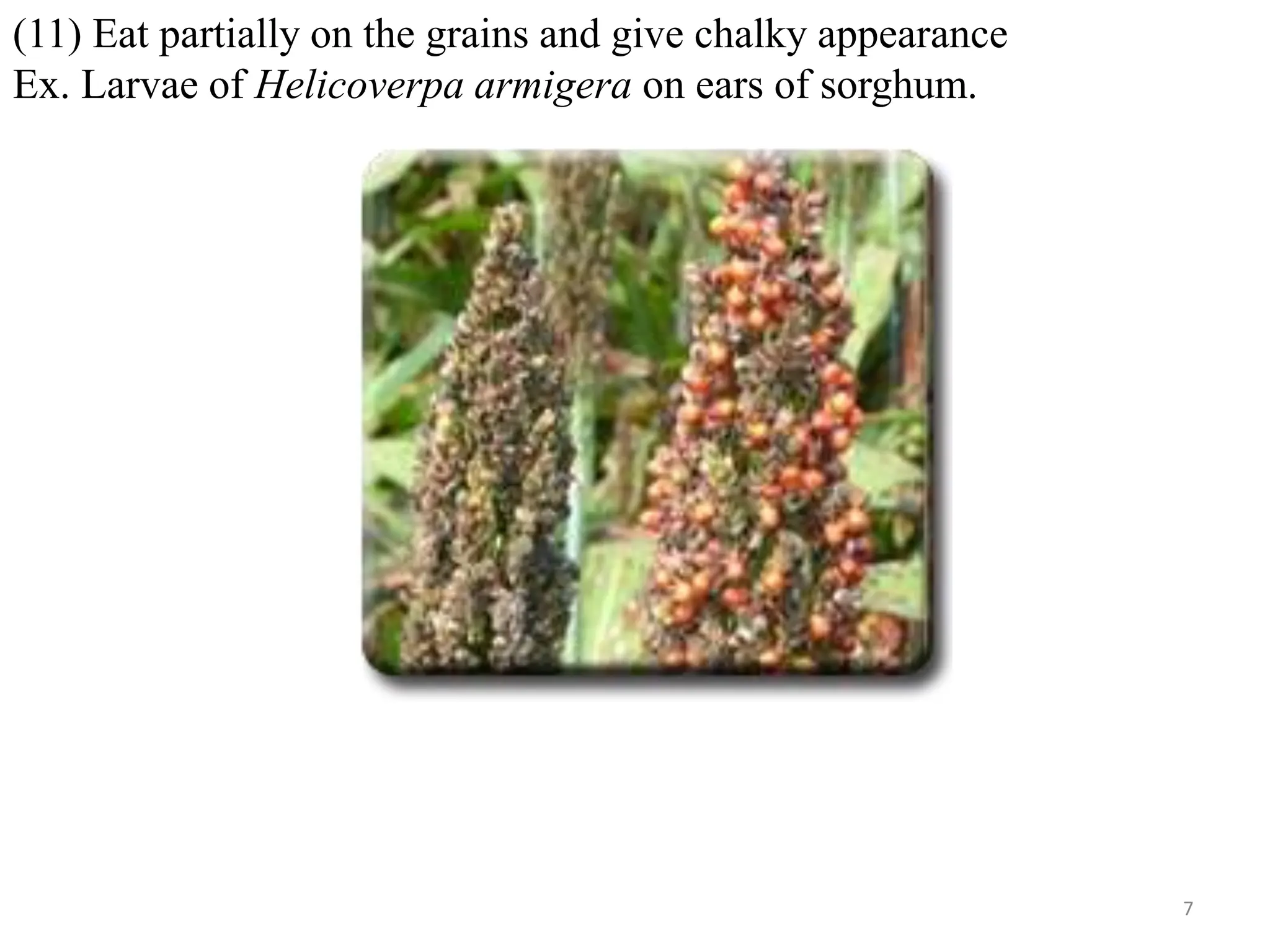 Types of Insect Pest damage in Agri or Horti crops.pptx