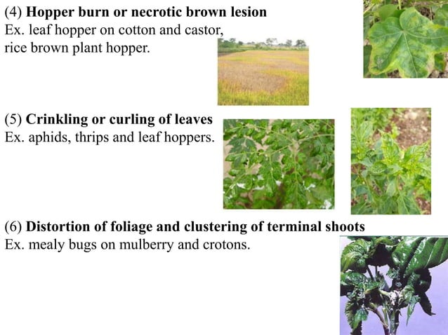 Types of Insect Pest damage in Agri or Horti crops.pptx