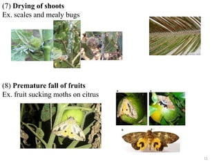 Types of Insect Pest damage in Agri or Horti crops.pptx
