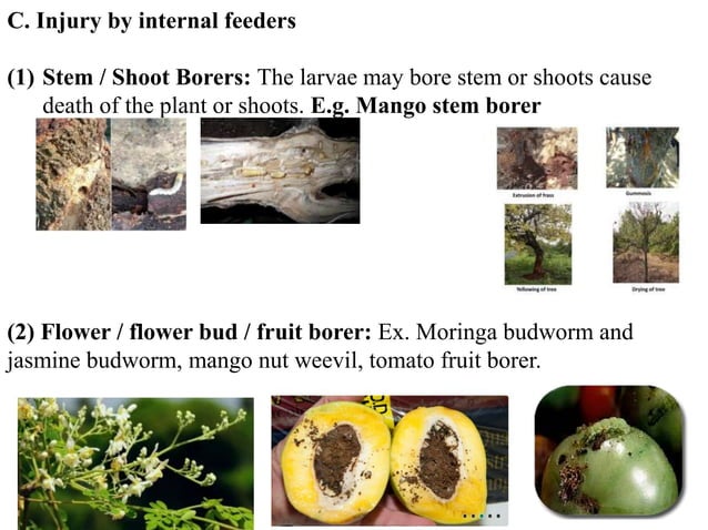Types of Insect Pest damage in Agri or Horti crops.pptx
