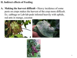 Types of Insect Pest damage in Agri or Horti crops.pptx