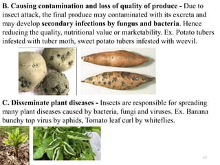 Types of Insect Pest damage in Agri or Horti crops.pptx
