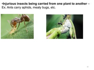 Types of Insect Pest damage in Agri or Horti crops.pptx