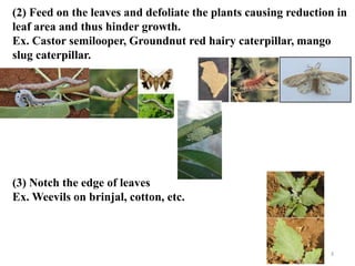 Types of Insect Pest damage in Agri or Horti crops.pptx