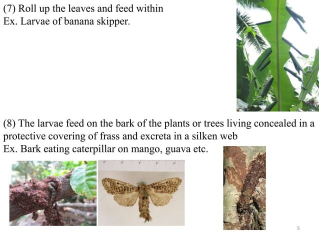 Types of Insect Pest damage in Agri or Horti crops.pptx