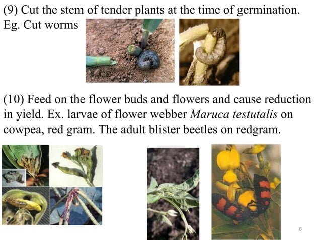 Types of Insect Pest damage in Agri or Horti crops.pptx
