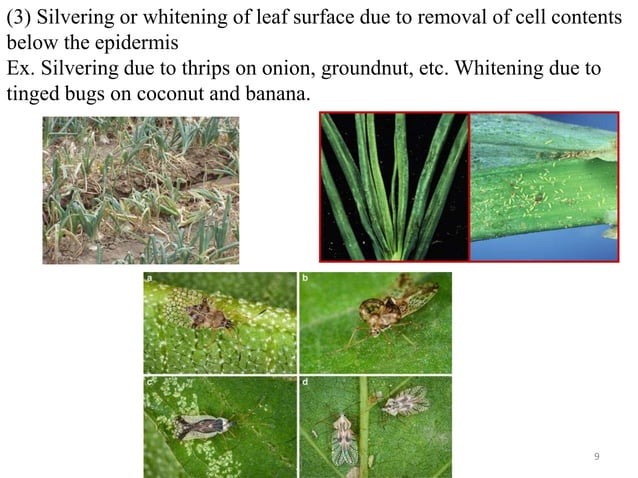 Types of Insect Pest damage in Agri or Horti crops.pptx